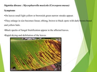 Diseases of mulberry and banana.pptx [Repaired].pptx
