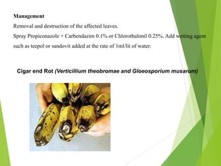 Diseases of mulberry and banana.pptx [Repaired].pptx