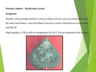 Diseases of mulberry and banana.pptx [Repaired].pptx