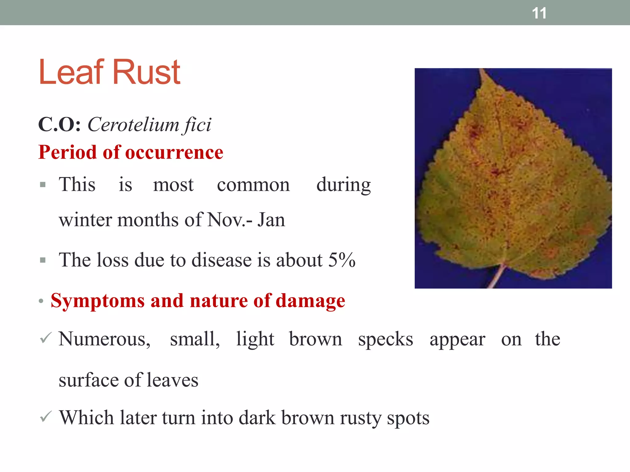 Diseases of Mulberry in Pakistan | PPTX