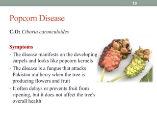 Diseases of Mulberry in Pakistan | PPTX