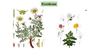 Diseases of neem, senna and pyrethrum.pdf