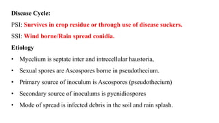 Diseases of neem, senna and pyrethrum.pdf