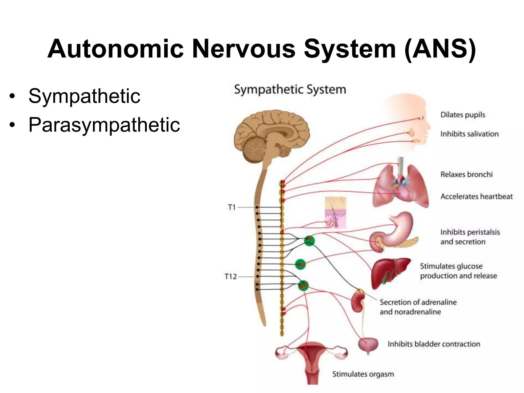 Diseases of nervous system Veterinary Neurology | PPTX