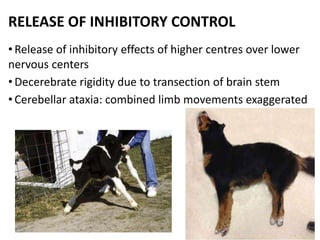 Diseases of nervous system Veterinary Neurology | PPTX