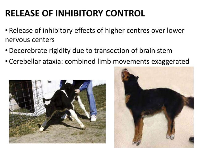 Diseases of nervous system Veterinary Neurology | PPTX | Brain and ...