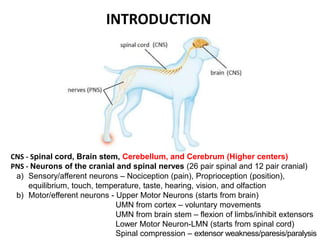 Diseases of nervous system Veterinary Neurology | PPTX | Brain and ...