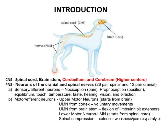 Diseases of nervous system Veterinary Neurology | PPTX | Brain and ...