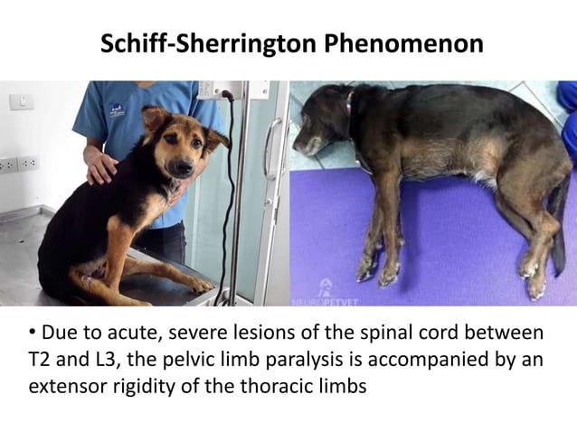 Diseases of nervous system Veterinary Neurology | PPTX | Brain and ...