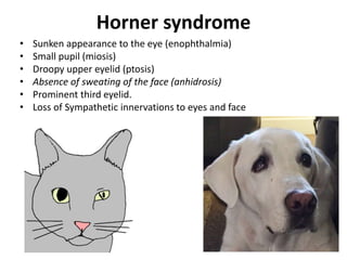 Diseases of nervous system Veterinary Neurology | PPTX