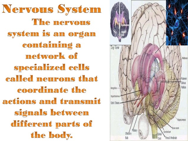 Diseases of nervous system report | PPT