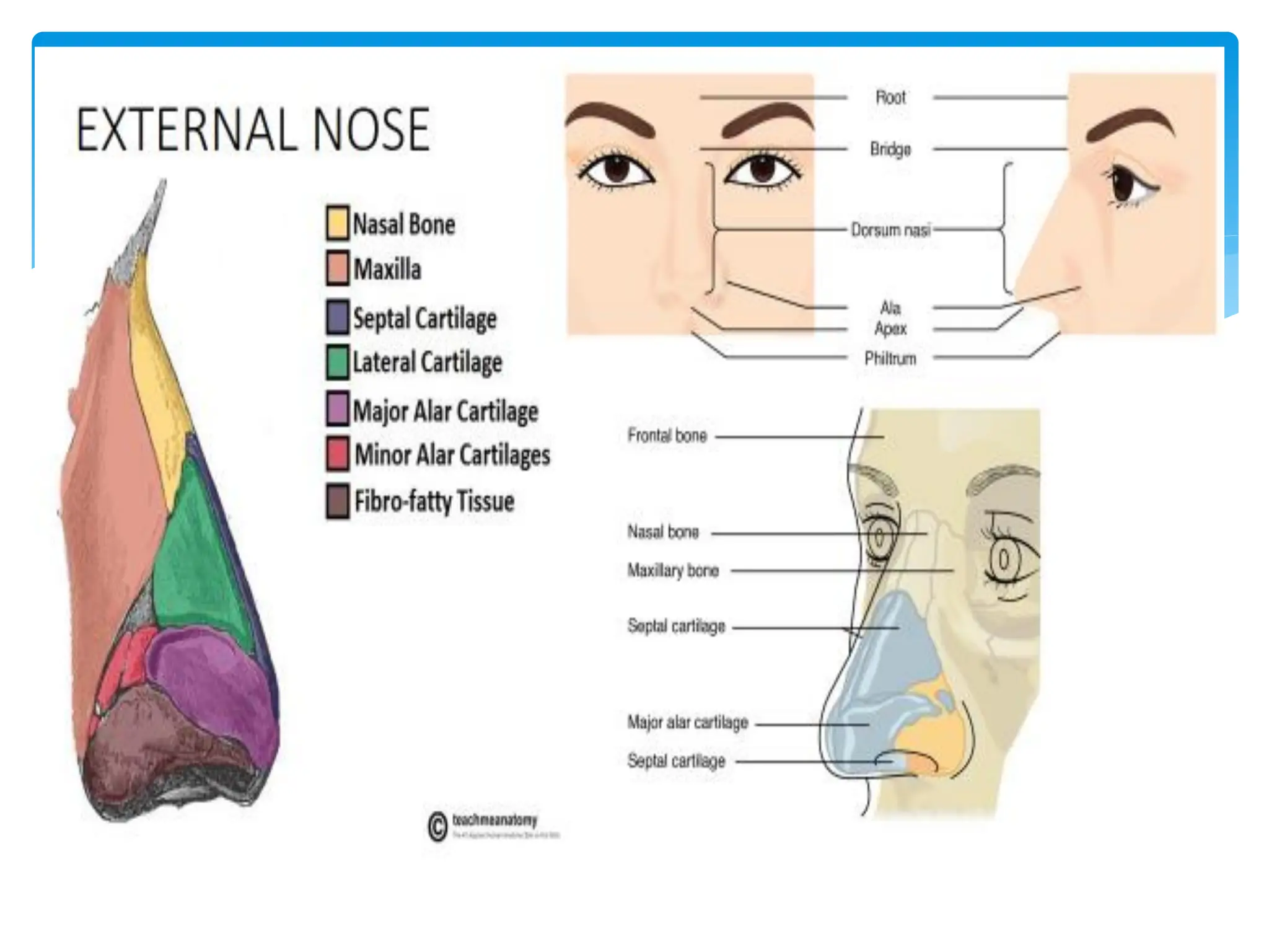 Diseases of nose and paranasal sinuses.pdf