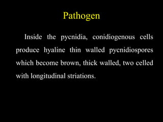Diseases of nutmeg | PPTX