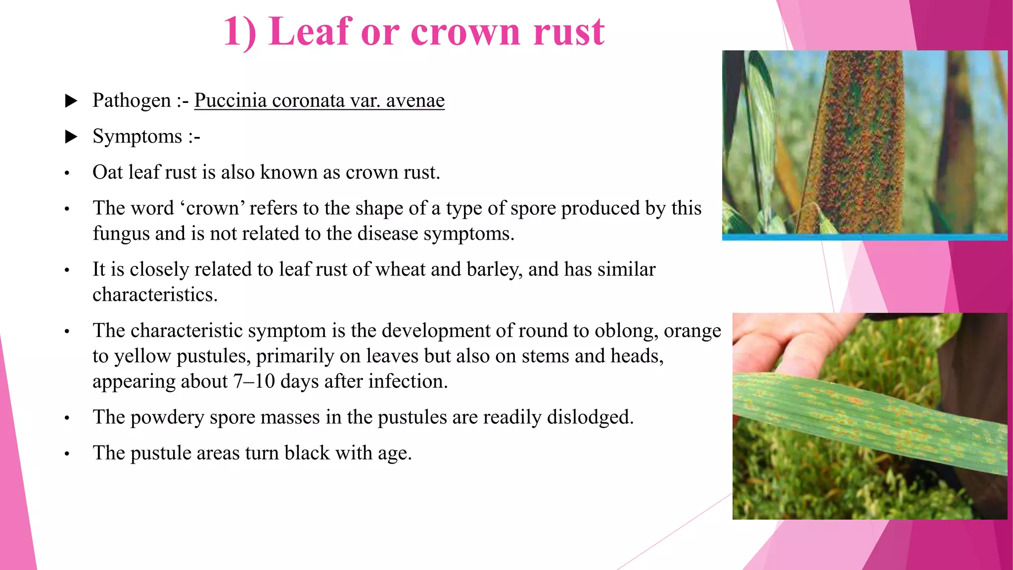 Diseases of oats | PPTX