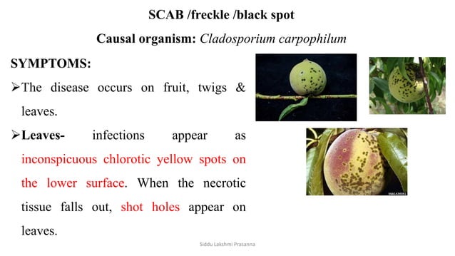 Diseases of Peach.pdf | Gardening | Home & Garden