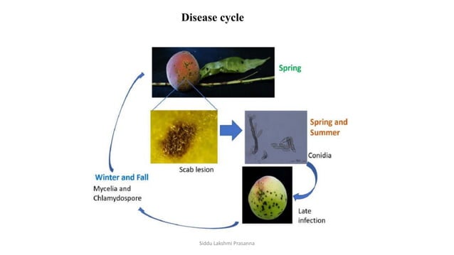 Diseases of Peach.pdf | Gardening | Home & Garden