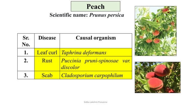 Diseases of Peach.pdf | Gardening | Home & Garden