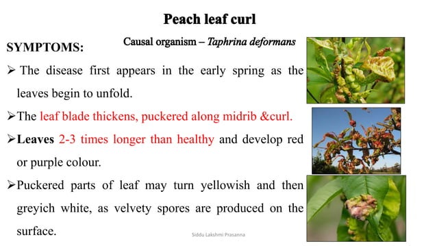 Diseases of Peach.pdf | Gardening | Home & Garden