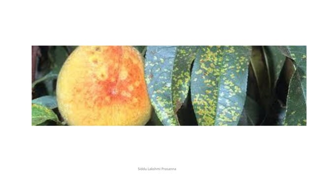Diseases of Peach.pdf | Gardening | Home & Garden