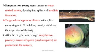 Diseases of Peach.pdf