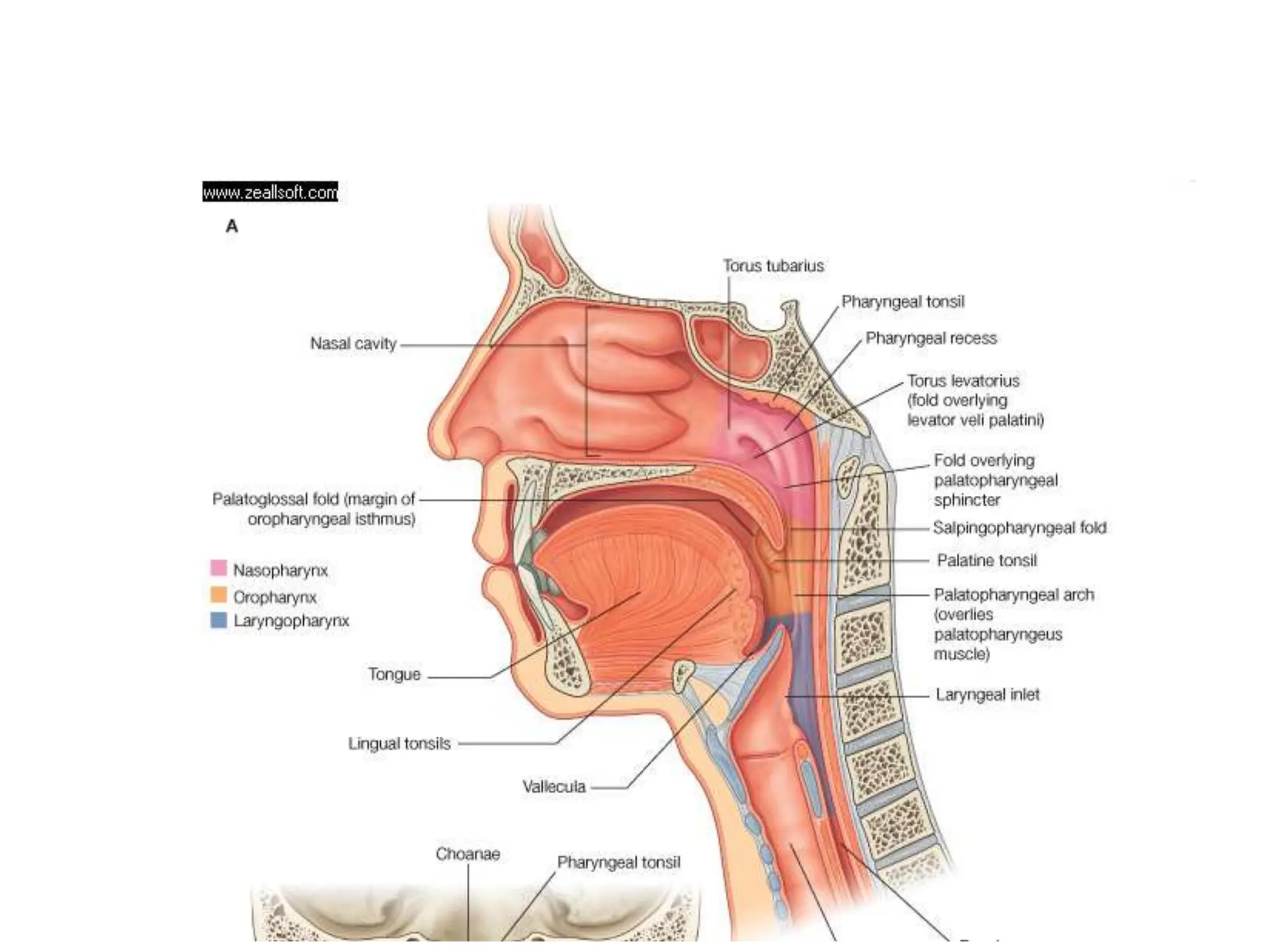 Diseases of Pharynx.pptx