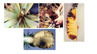 Diseases of pineapple.pdf