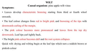 Diseases of pineapple.pdf