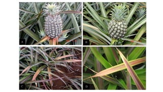 Diseases of pineapple.pdf