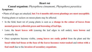 Diseases of pineapple.pdf