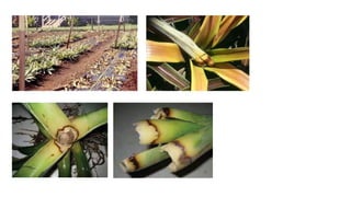 Diseases of pineapple.pdf
