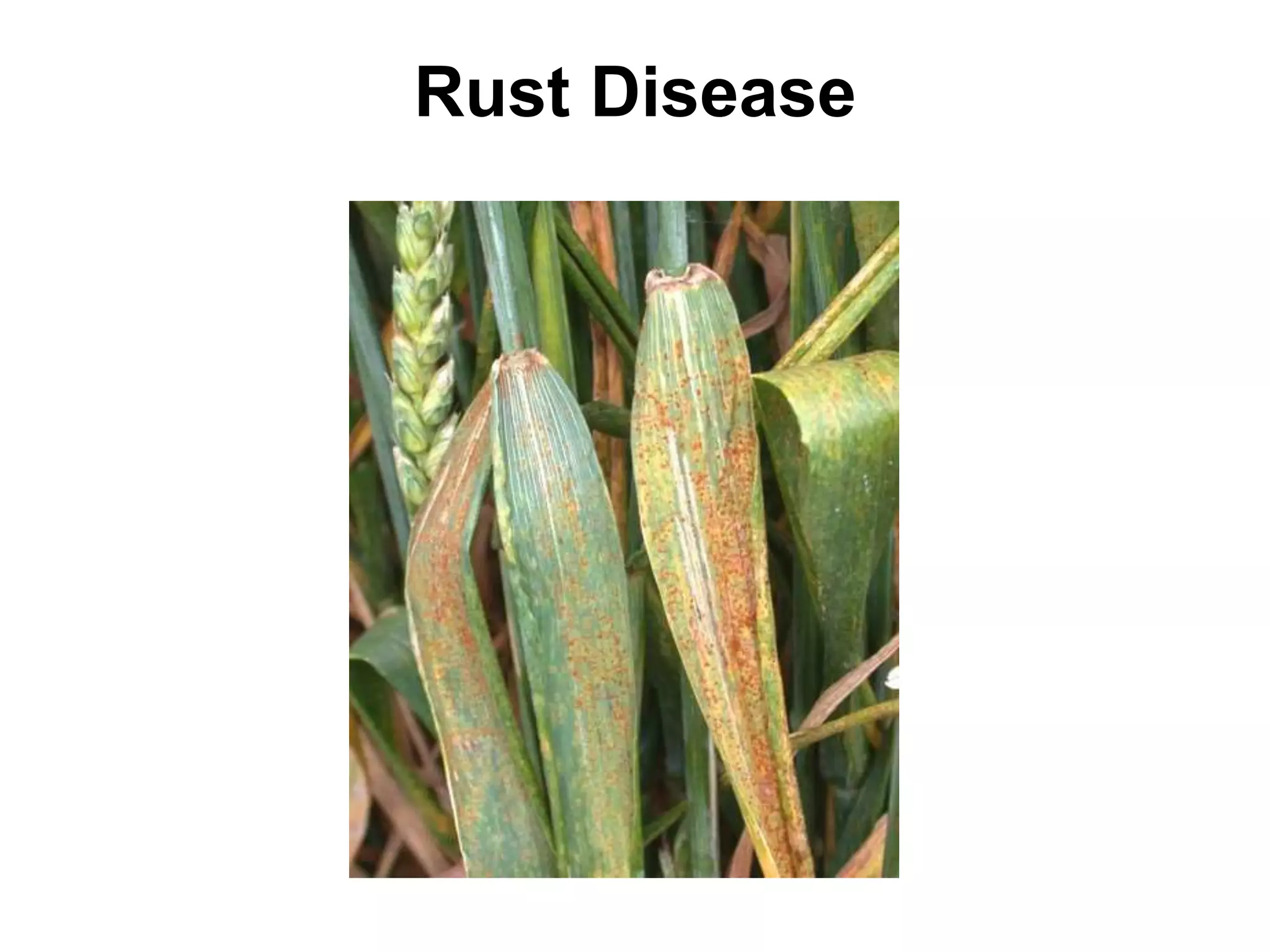 Diseases of plants.ppsx
