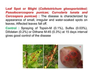 Diseases of pomegranate & guava IMPORATANCE | PPTX