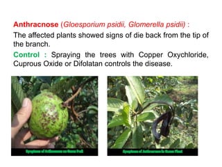 Diseases of pomegranate & guava IMPORATANCE | PPTX