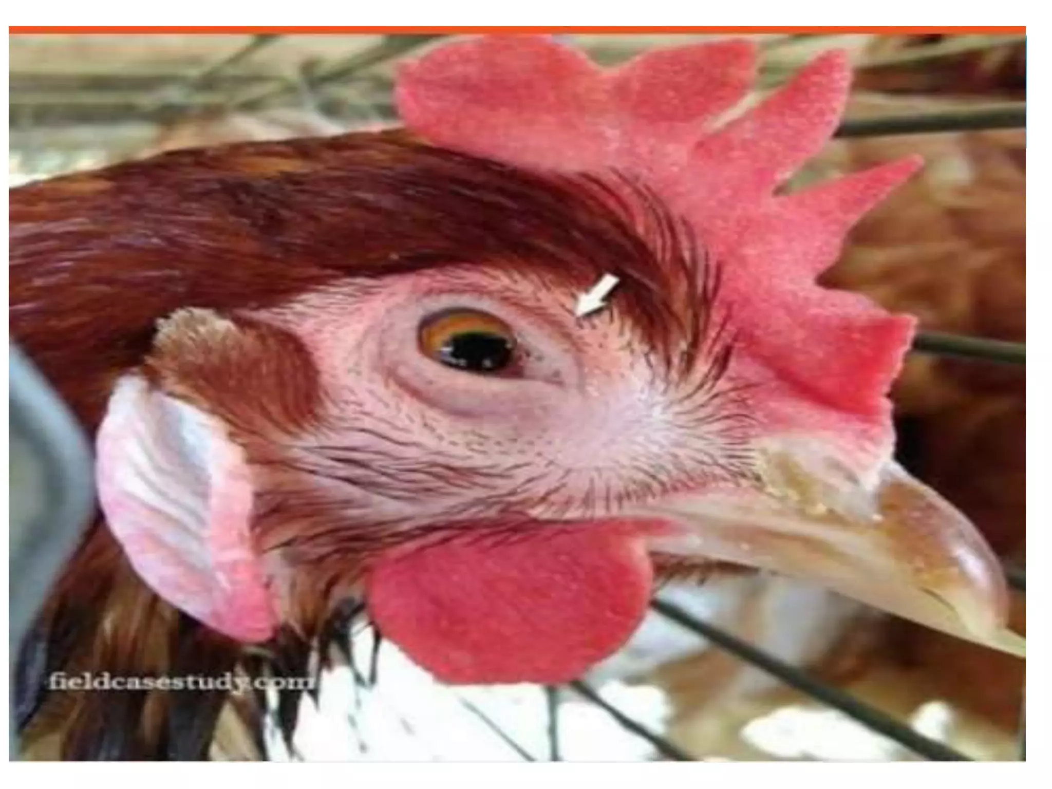 Diseases of Poultry | PPTX