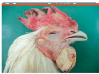 Diseases of Poultry | PPTX