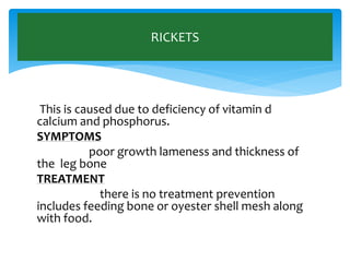 Diseases of Poultry | PPTX