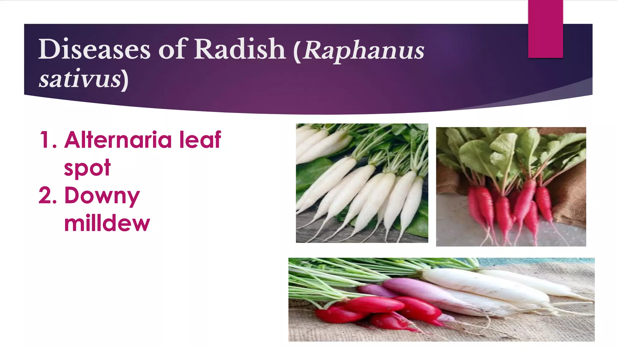 Diseases of radish | PDF