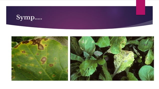 Diseases of radish | PDF | Infectious Diseases | Diseases and Conditions
