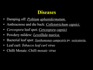 Diseases of red pepper | PPTX | Infectious Diseases | Diseases and ...