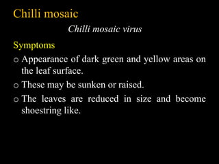 Diseases of red pepper | PPTX | Infectious Diseases | Diseases and ...