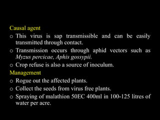 Diseases of red pepper | PPTX | Infectious Diseases | Diseases and ...