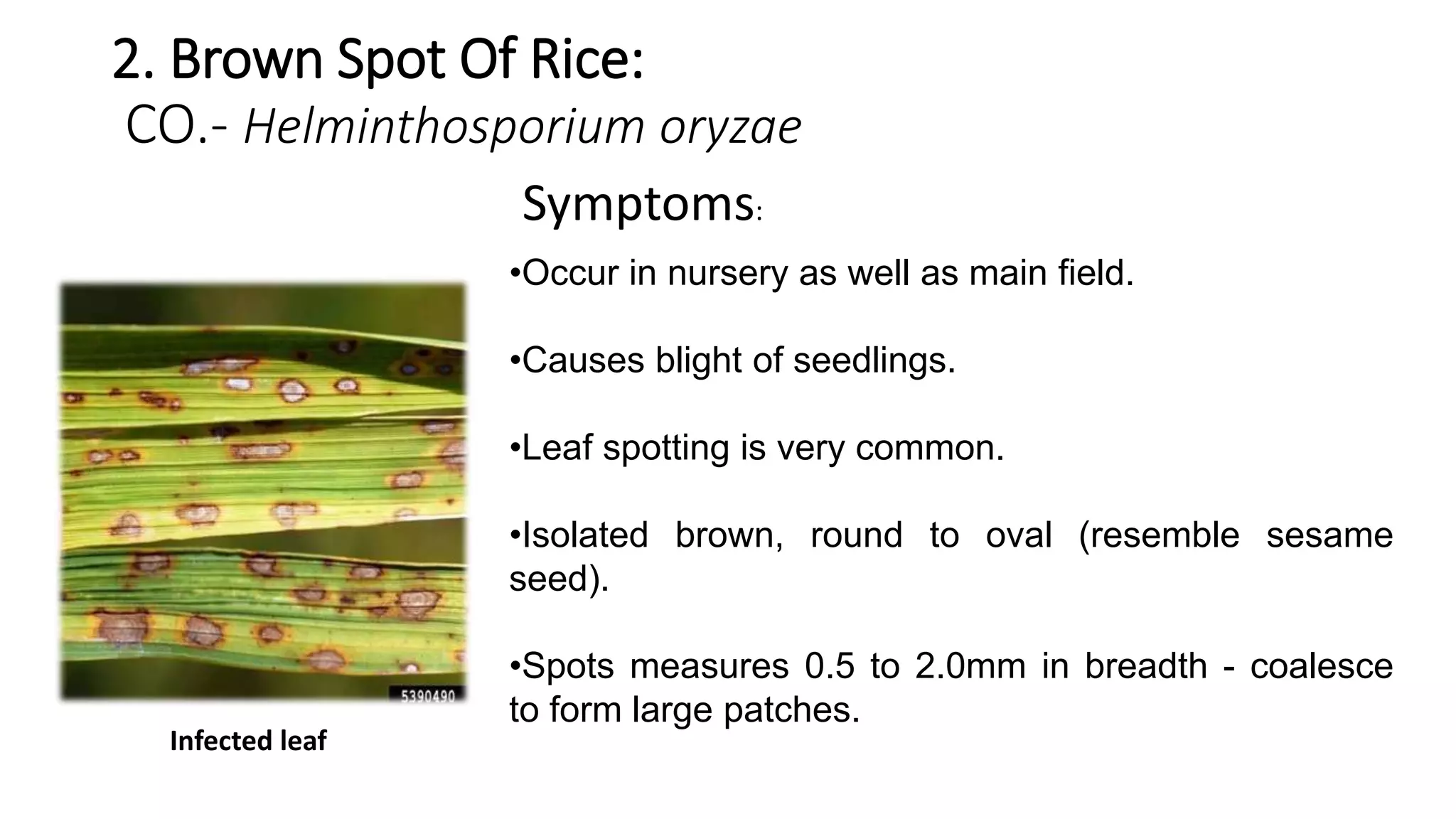 Diseases of rice | PPTX