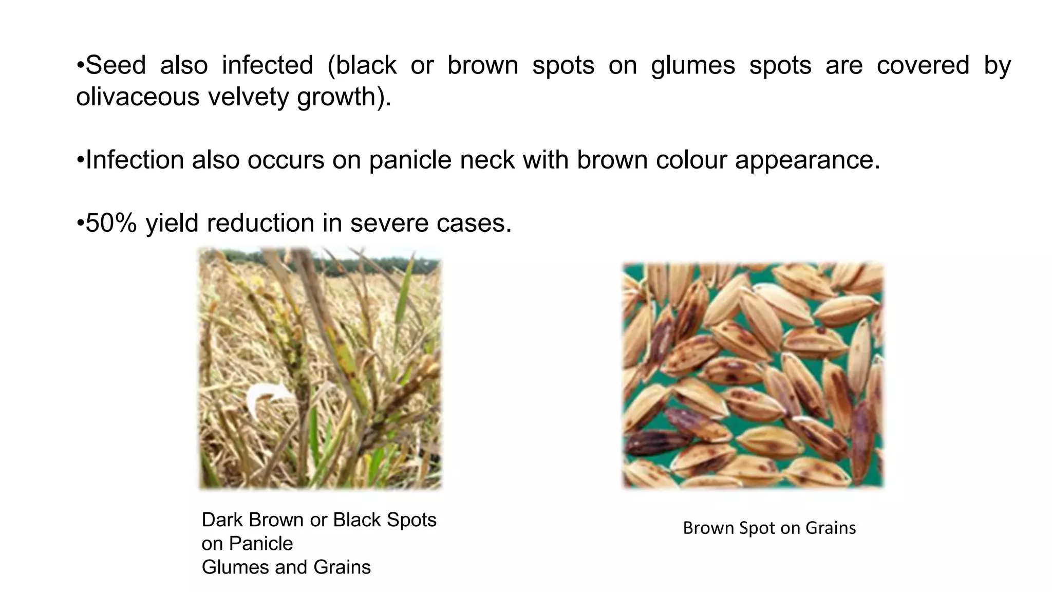 Diseases of rice | PPTX