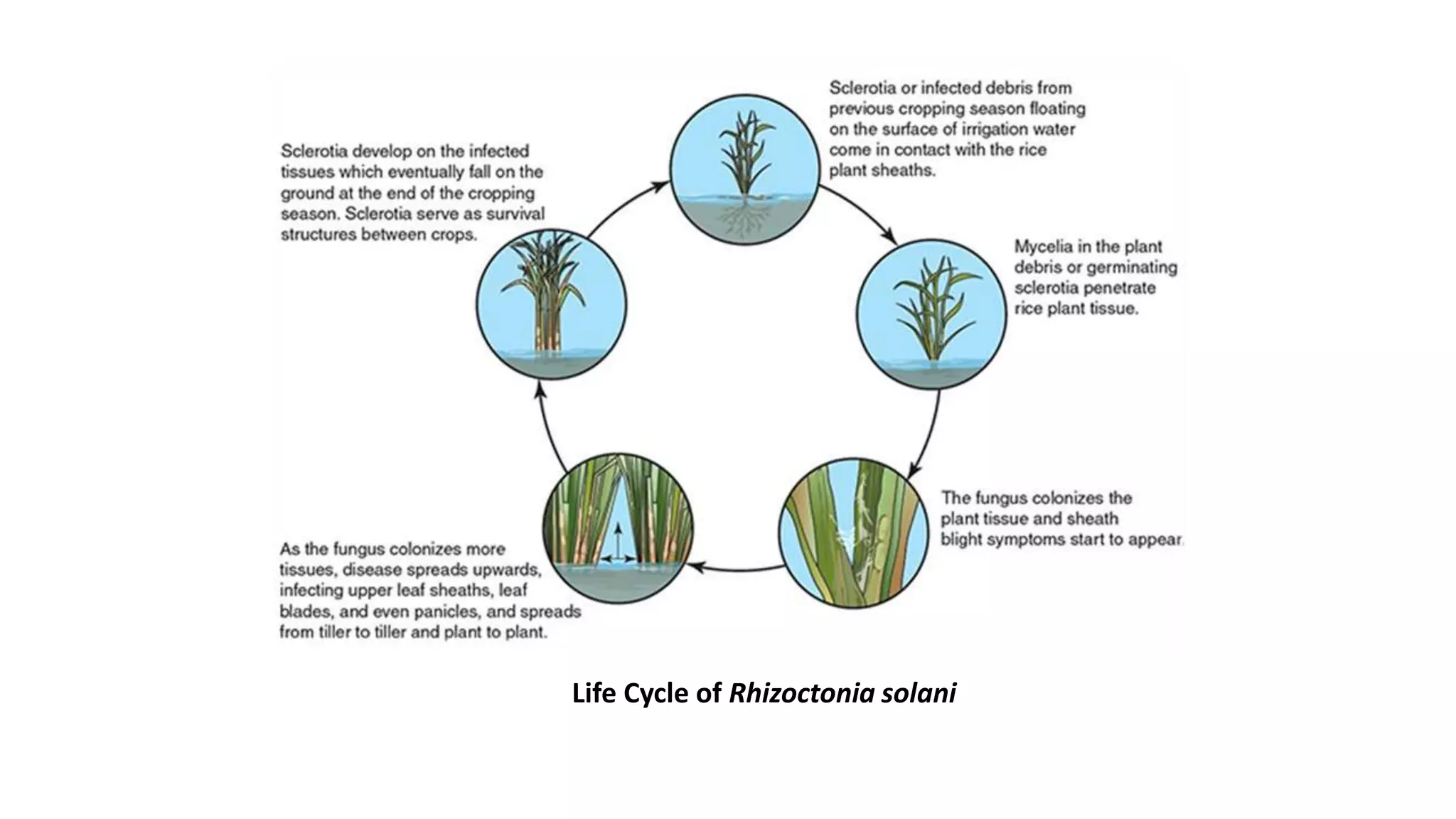 Diseases of rice | PPTX