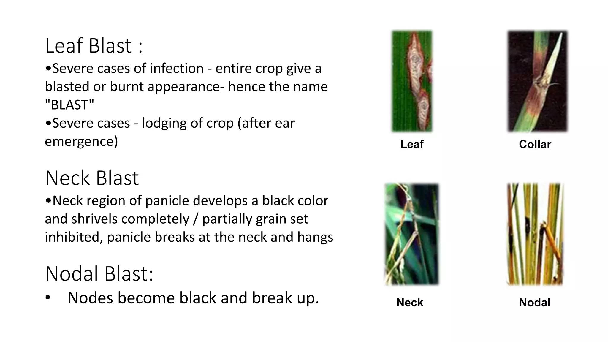 Diseases of rice | PPTX