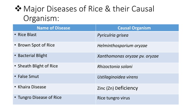Diseases of rice | PPTX | Agriculture | Industries