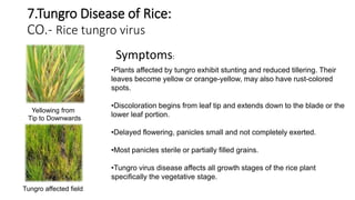 Diseases of rice | PPTX