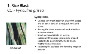 Diseases of rice | PPTX