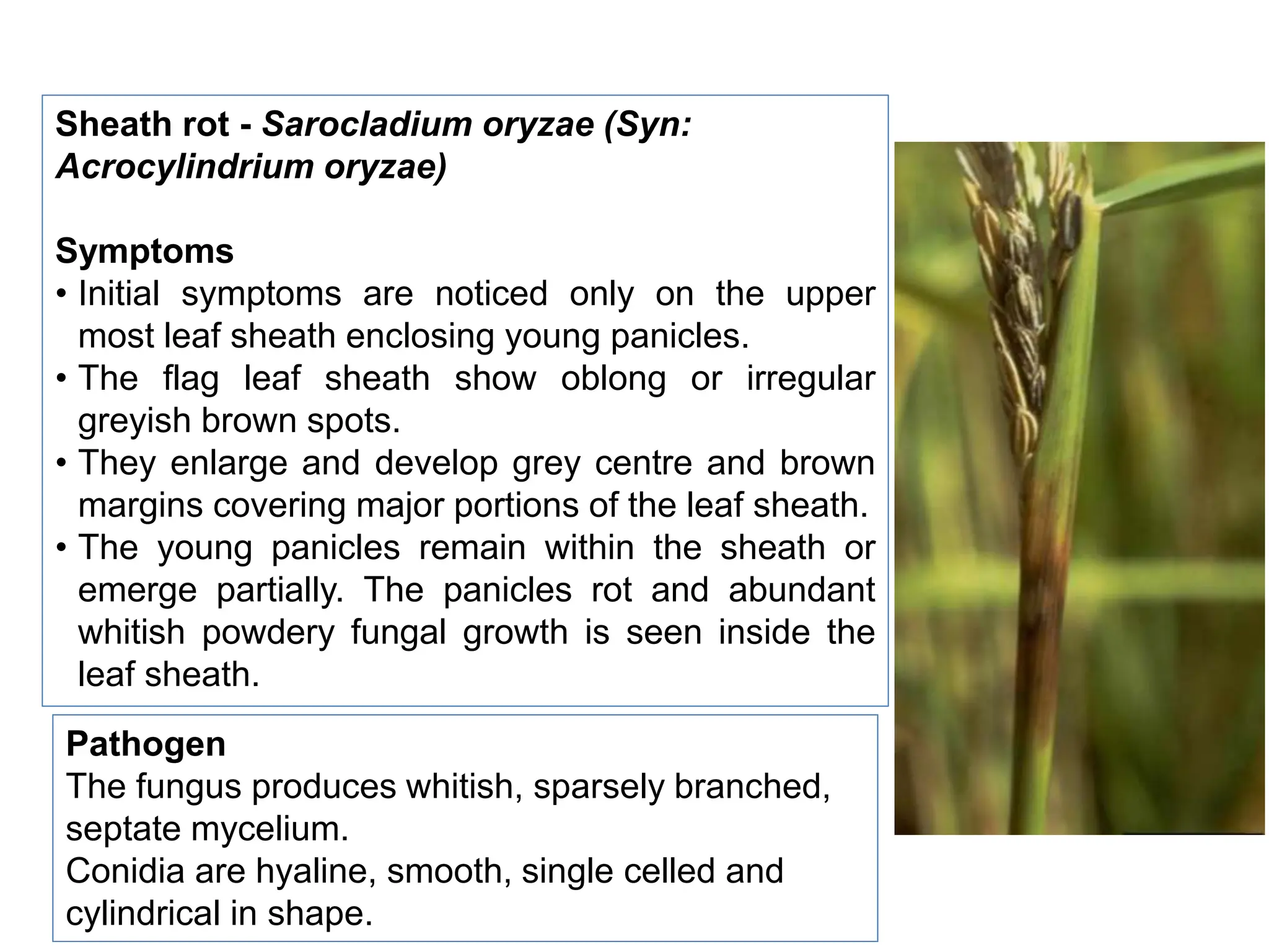 Diseases of rice.ppt kkkkkkjjjjkjjjjjjjjj | PPT