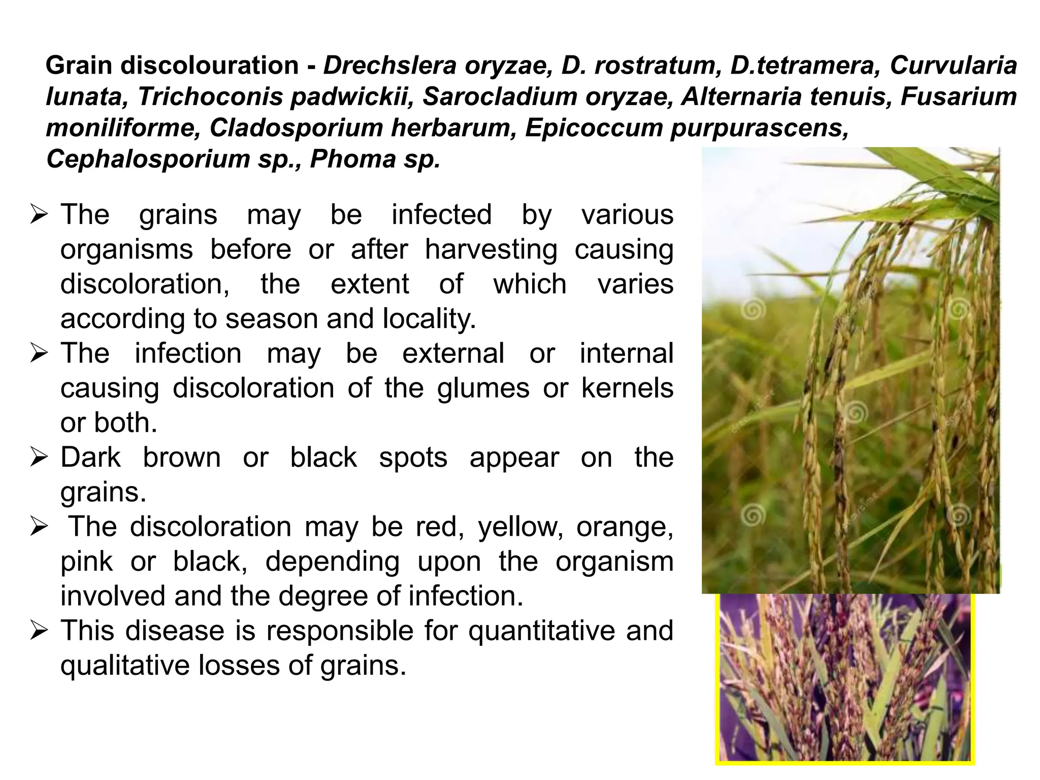 Diseases of rice.ppt kkkkkkjjjjkjjjjjjjjj | PPT